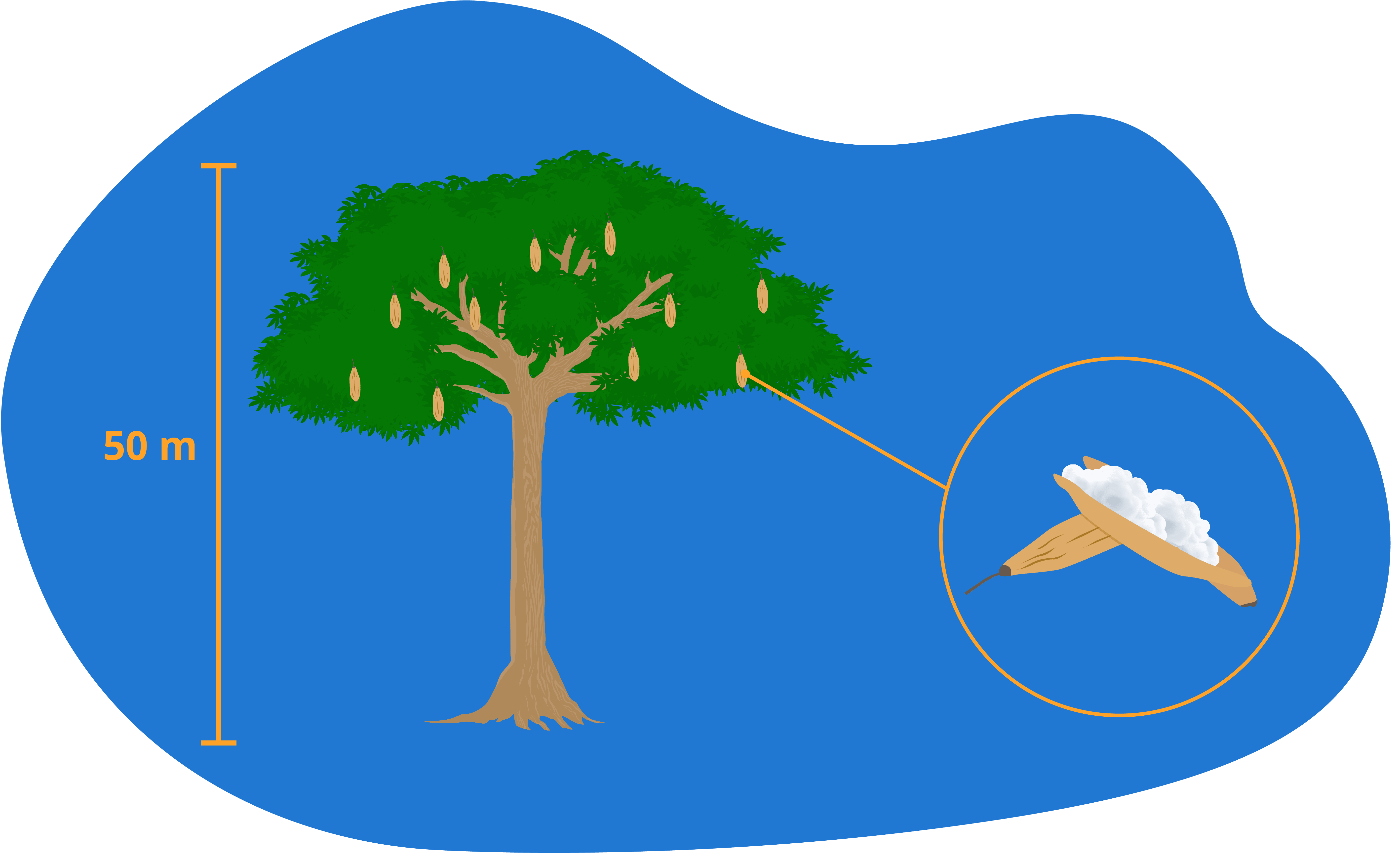 Die besten Kapok Matratzen | 2025